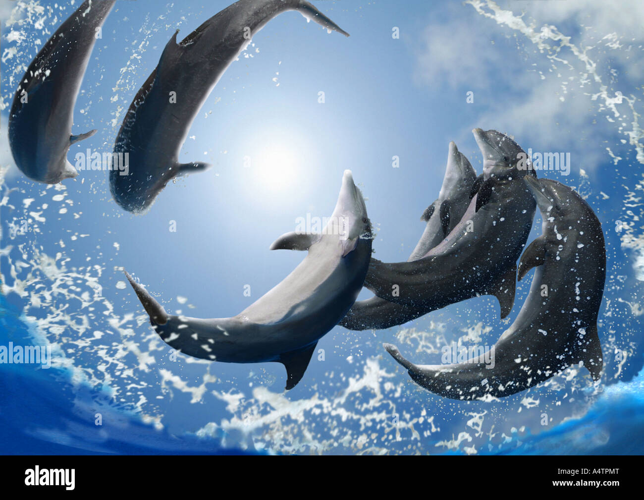 dolphins - jumping / Delphinidae Stock Photo - Alamy