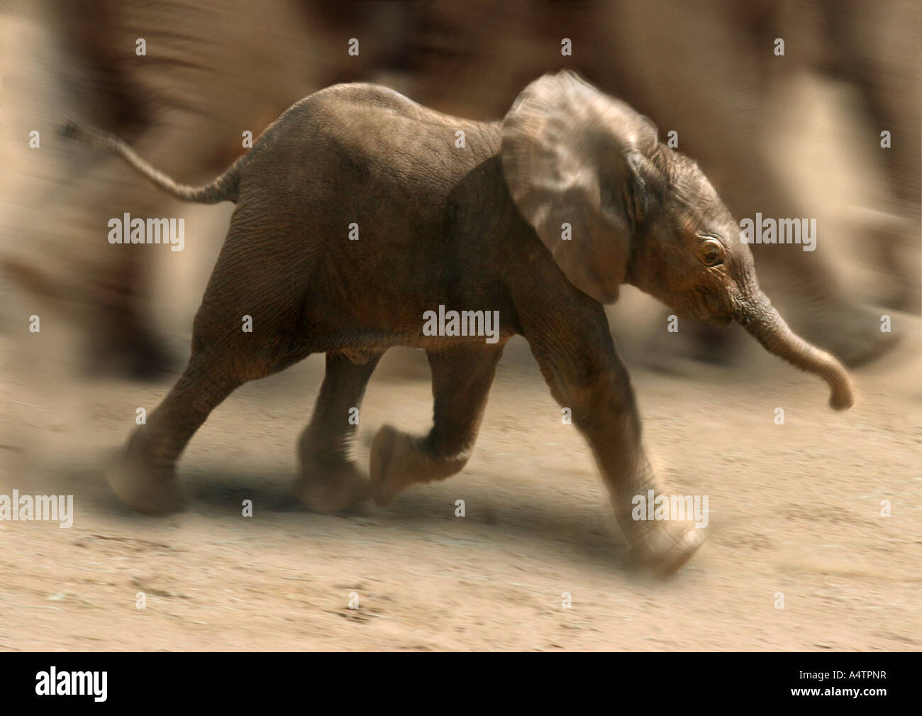 Elephant running hi-res stock photography and images - Alamy