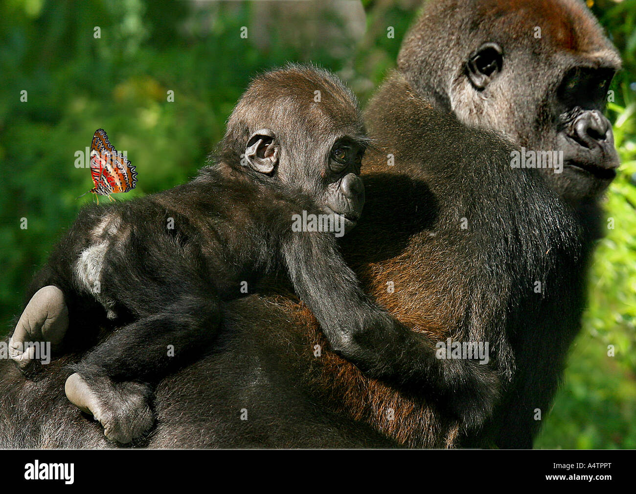 gorilla with cub / Gorilla gorilla Stock Photo - Alamy