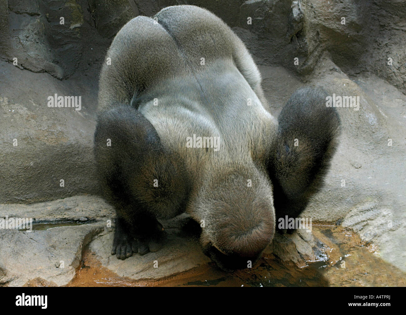 gorilla - drinking / Gorilla gorilla Stock Photo - Alamy