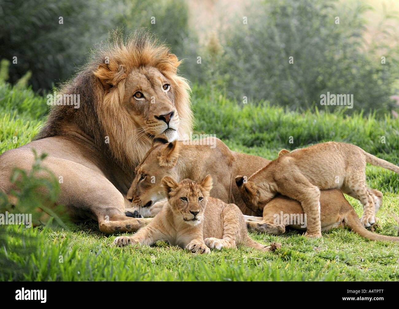 African Lion (Panthera leo), family resting. Masai Mara, Kenya Stock ...