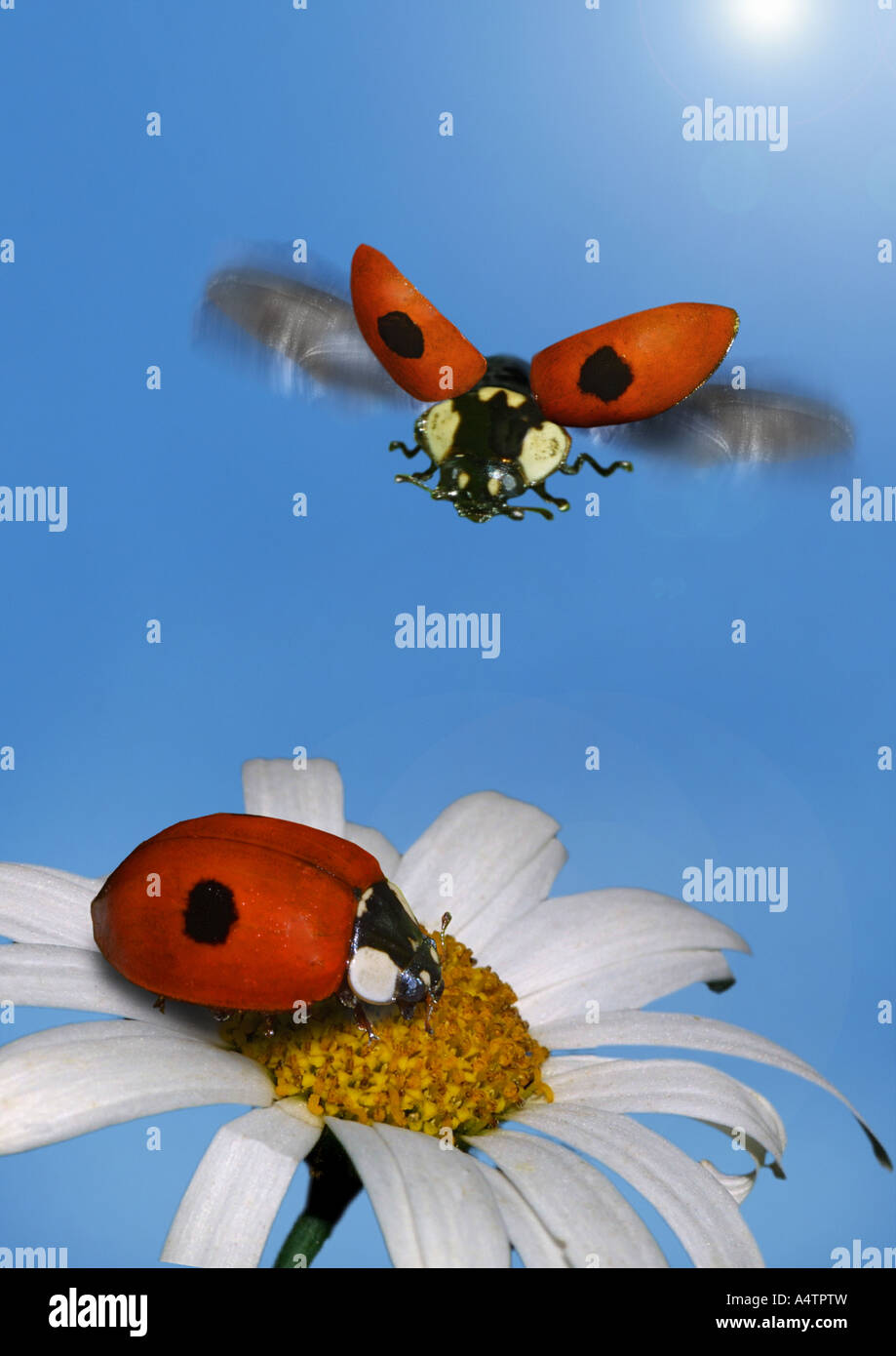 Two beetles hi-res stock photography and images - Alamy