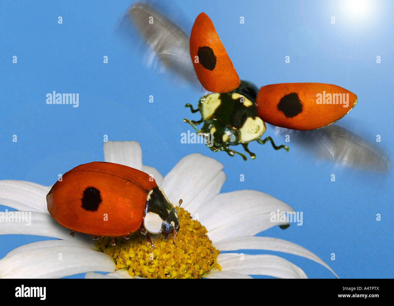 two lady beetles / Coccinellidae Stock Photo - Alamy