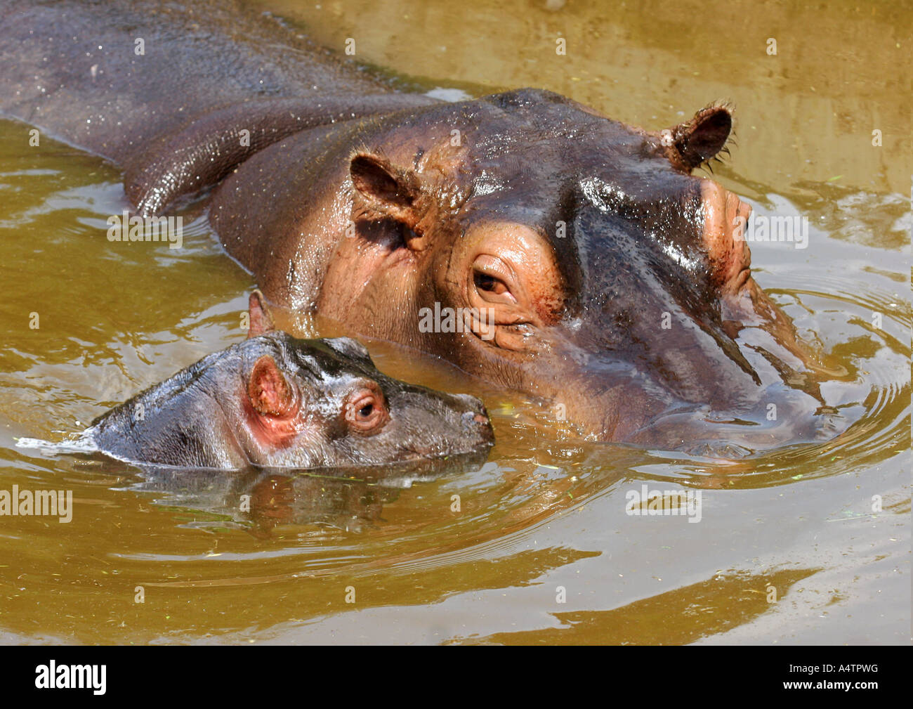 Hippopotamus with cub / Hippopotamus amphibius Stock Photo - Alamy