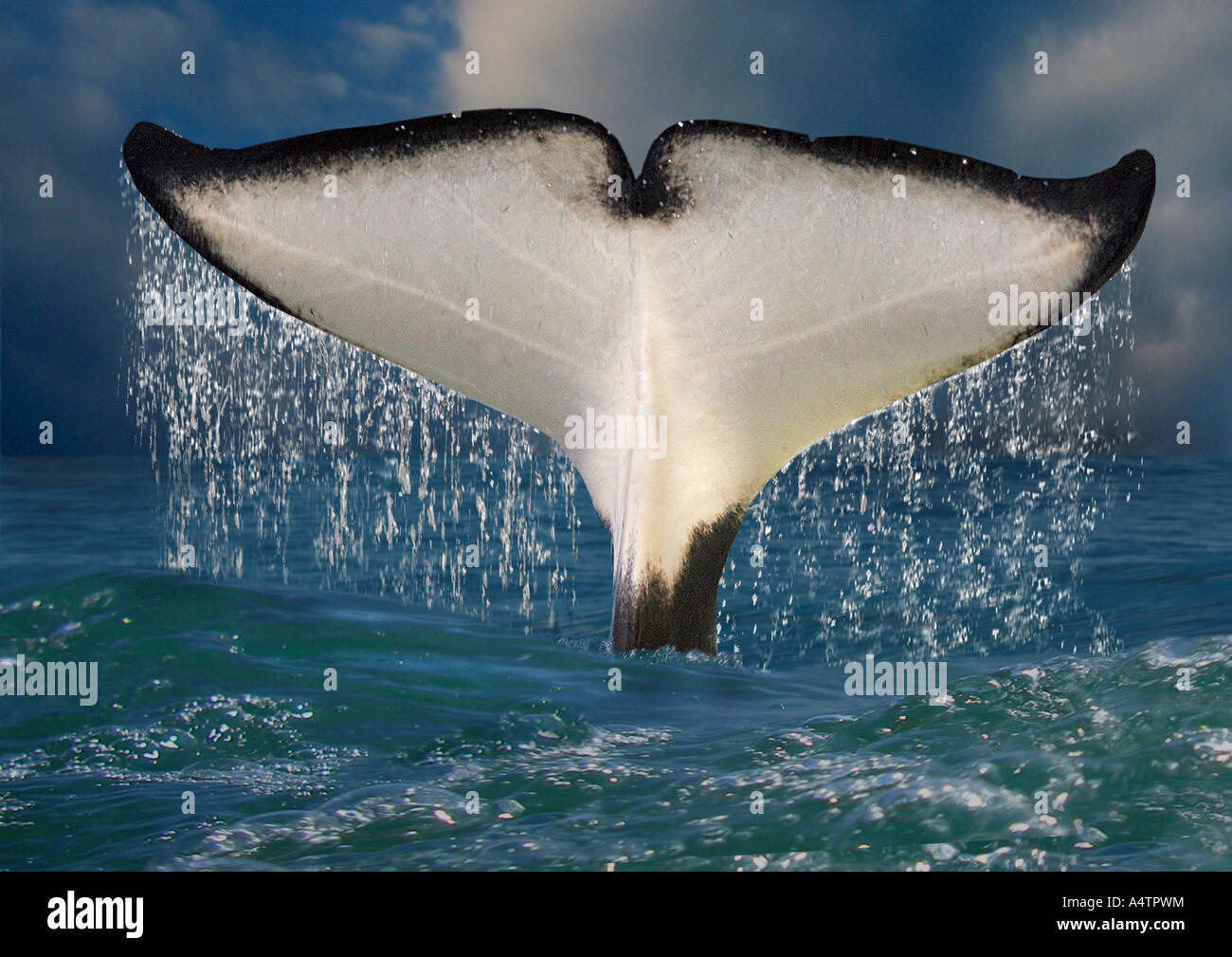 Orca tail hi-res stock photography and images - Alamy