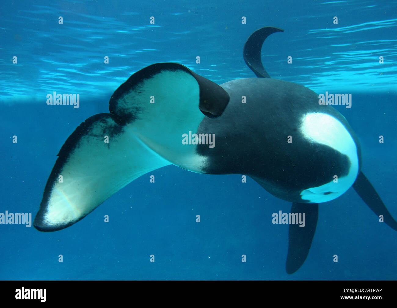 Orca (Orcinus orca) seen from the rear, captive Stock Photo - Alamy
