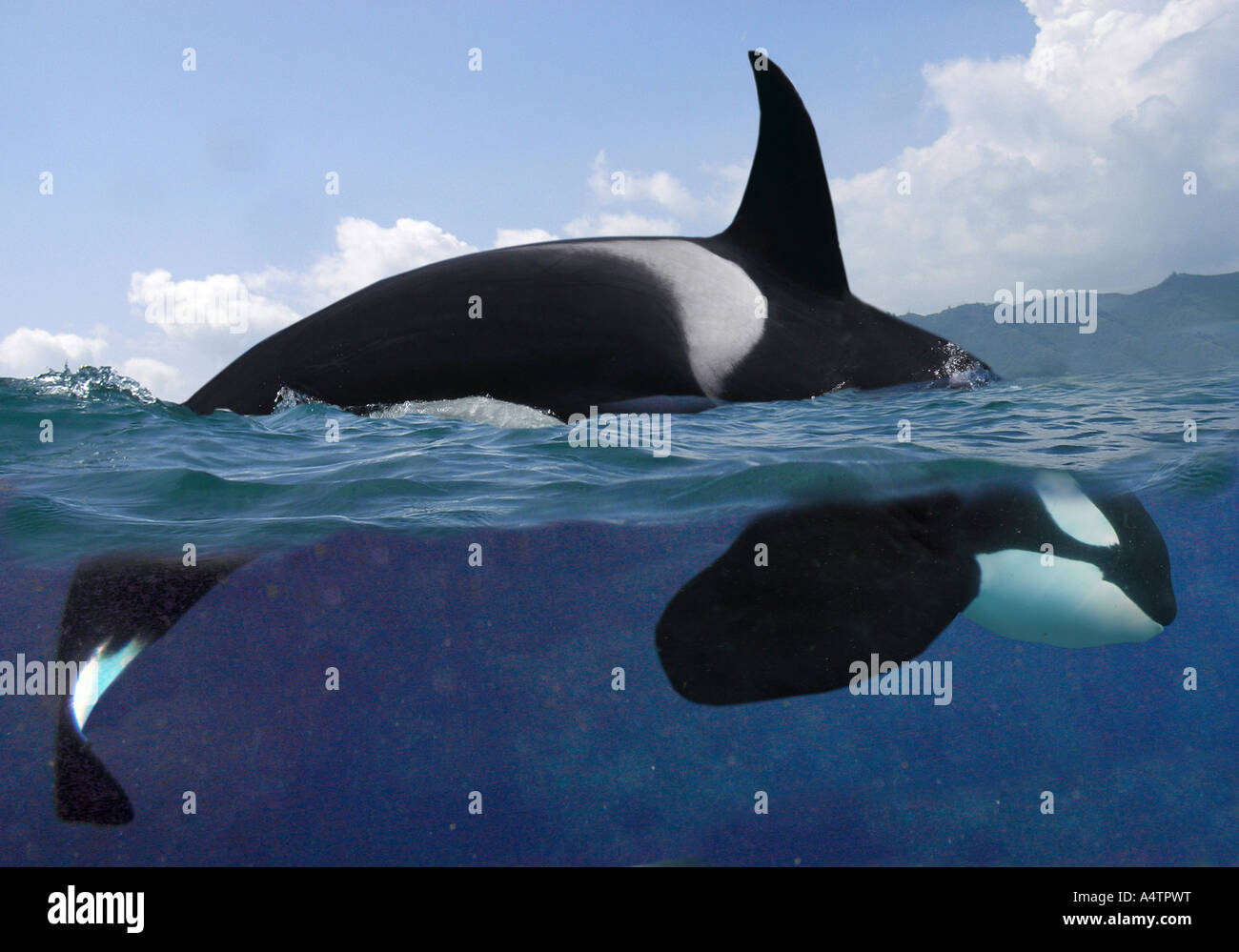 Killer Whale (Orcinus orca). Adult starting a dive. Split level ...