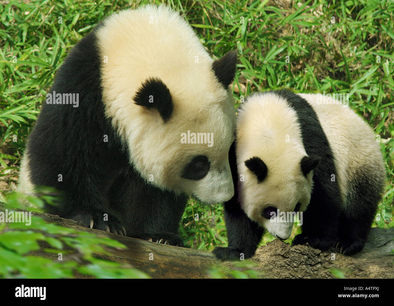 Giant Panda. Female with young / Ailuropoda melanoleuca Stock Photo - Alamy