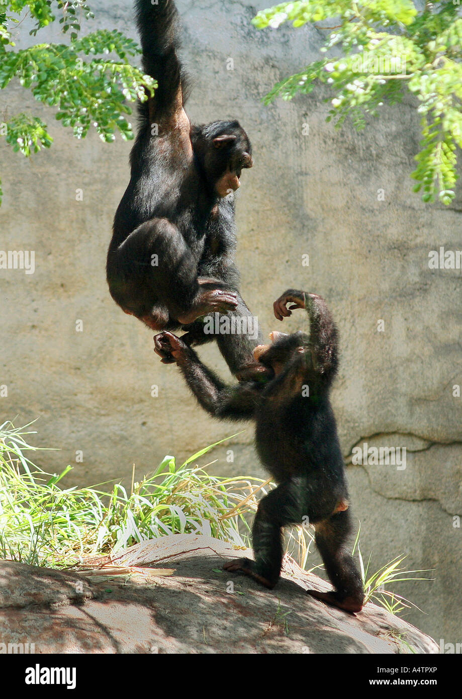 Chimpanzees playing hi-res stock photography and images - Alamy