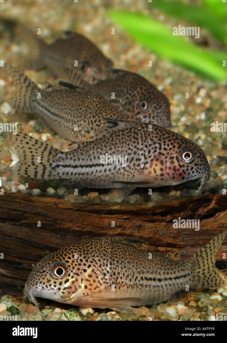 Juli Cory, Leopard Catfish (Corydoras julii). Group in an aquarium ...
