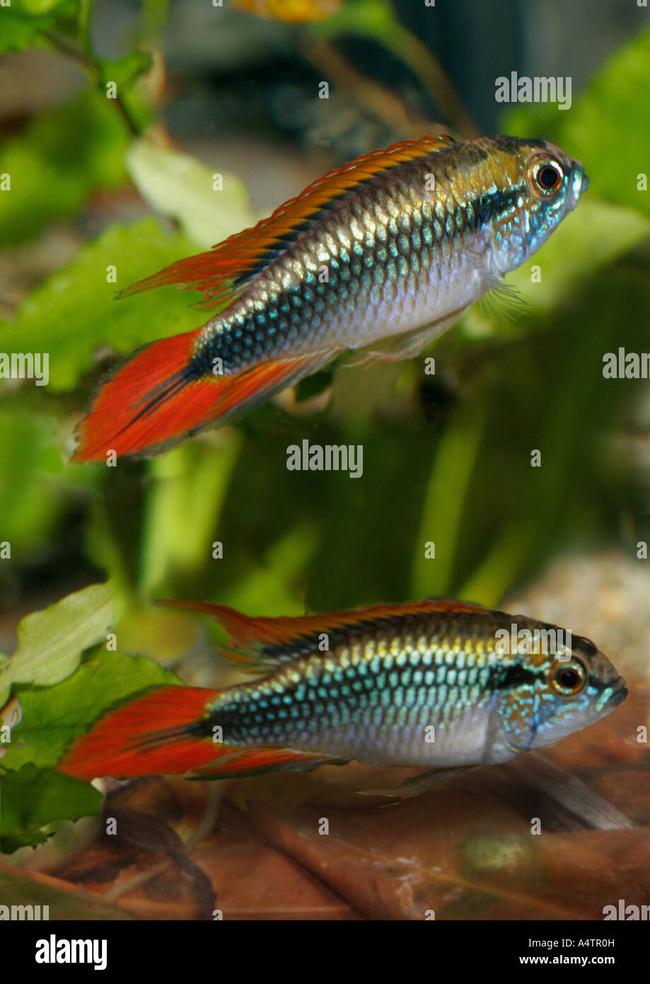 Agassiz's dwarf cichlid / Apistogramma agassizii Stock Photo - Alamy