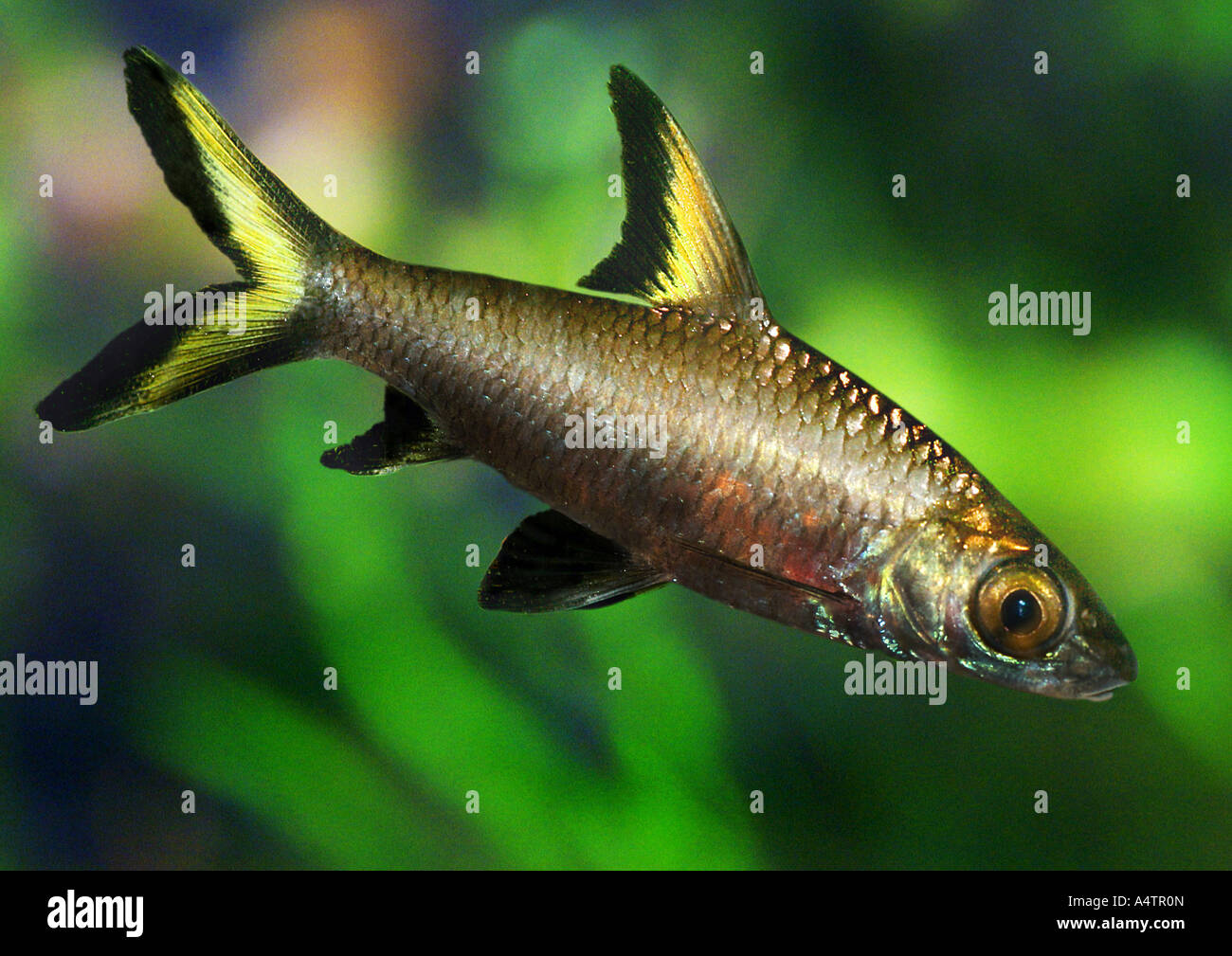 Bala Shark Bala Shark | Growth Rate & Evolution