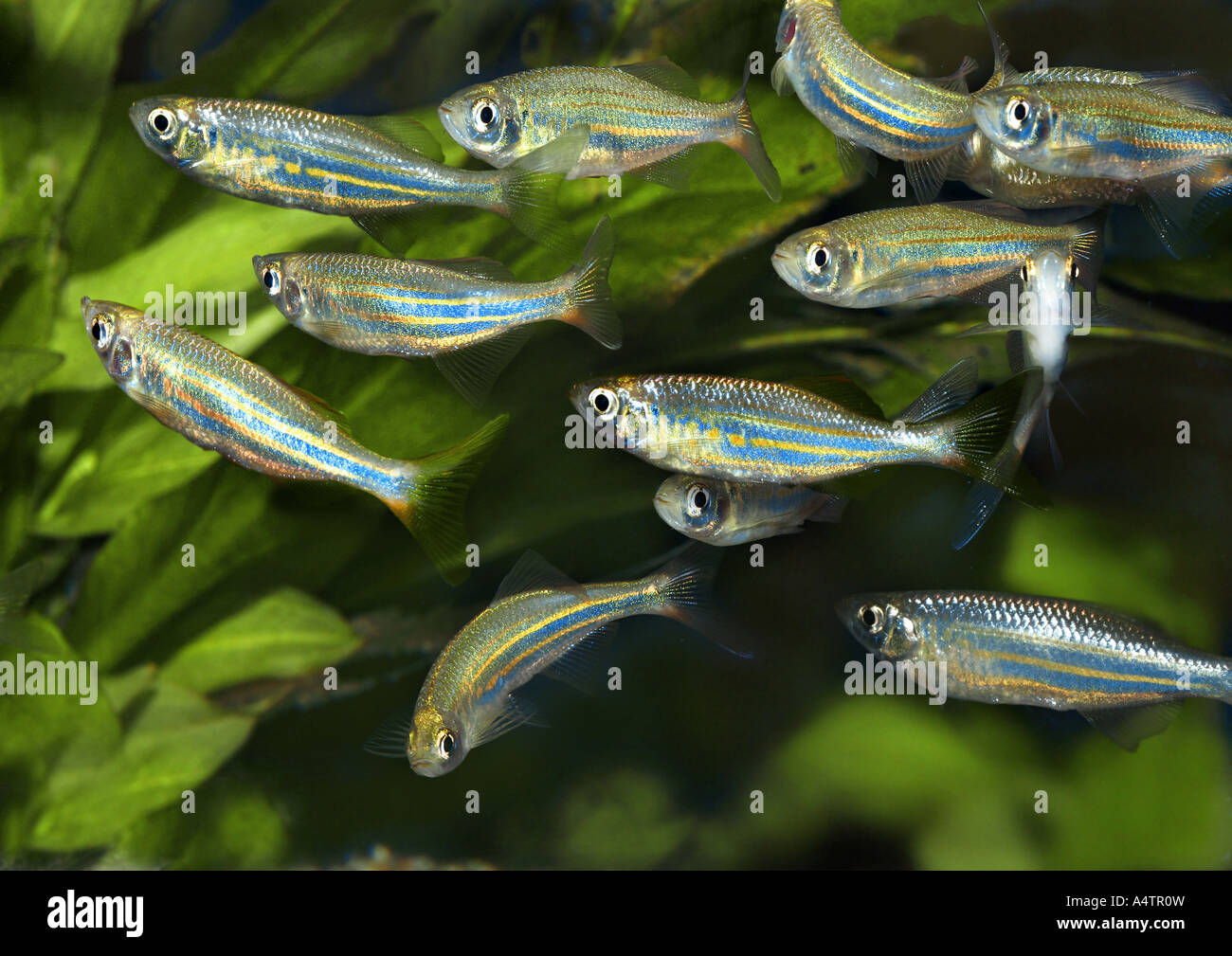 Devario aequipinnatus hi-res stock photography and images - Alamy