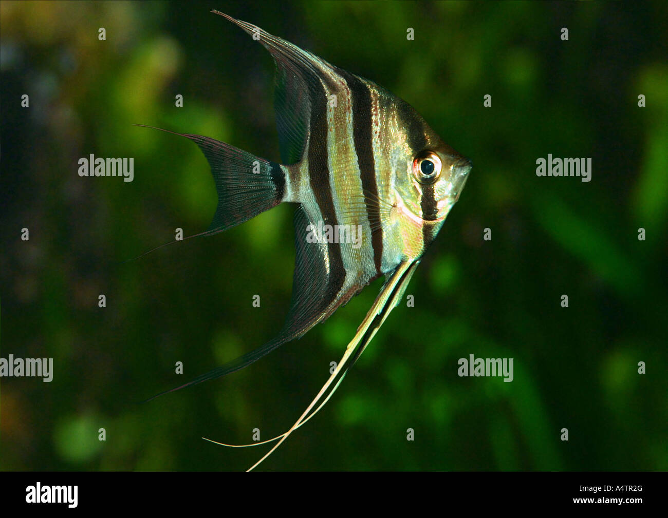 anglefish / Pterophyllum altum Stock Photo - Alamy anglefish / Pterophyllum altum Stock Photo - Alamy