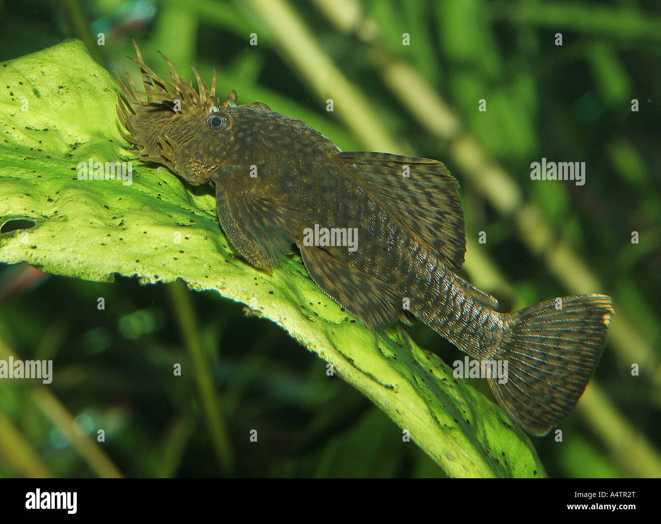 Bushymouth Catfish (Ancistrus dolichopterus) on a leaf Stock Photo - Alamy