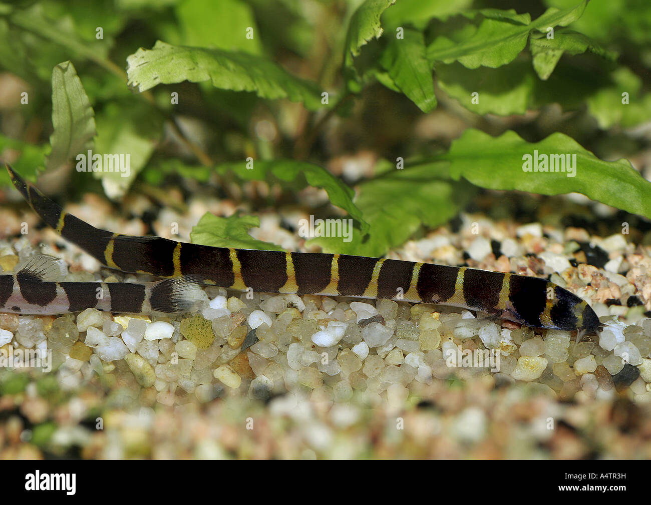 Kuhlii loach hi-res stock photography and images - Alamy