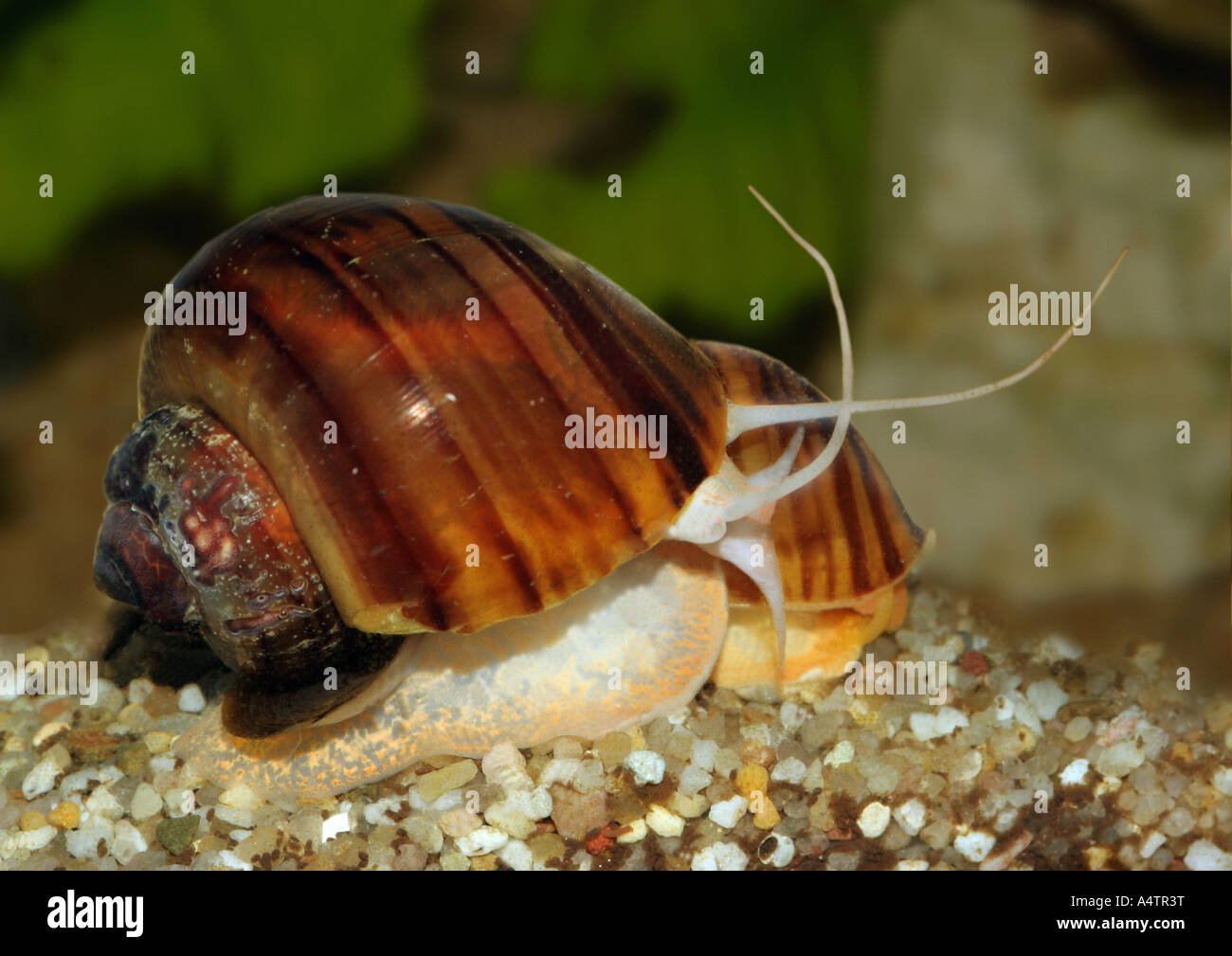 apple snail / Ampullariidae under water Stock Photo - Alamy
