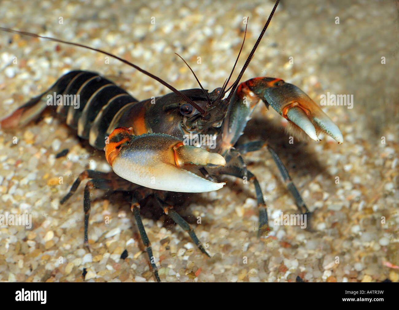 Crustaceae hi-res stock photography and images - Alamy