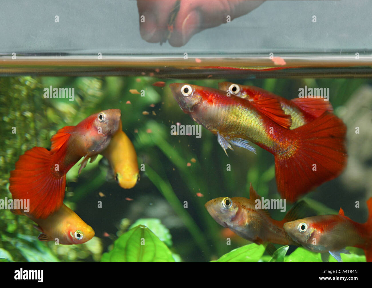 Guppies hi-res stock photography and images - Alamy
