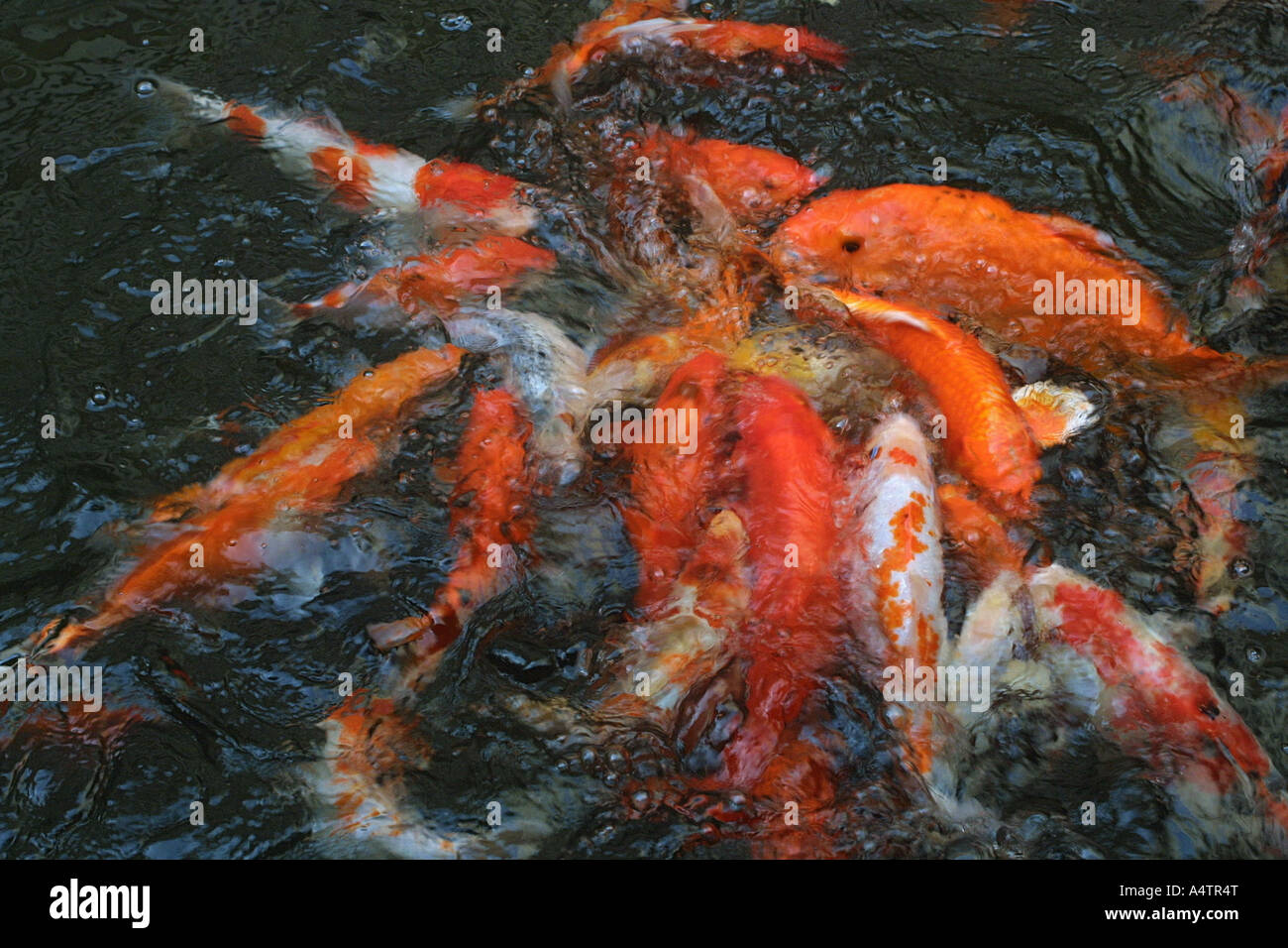 koi / Cyprinus carpio Stock Photo - Alamy