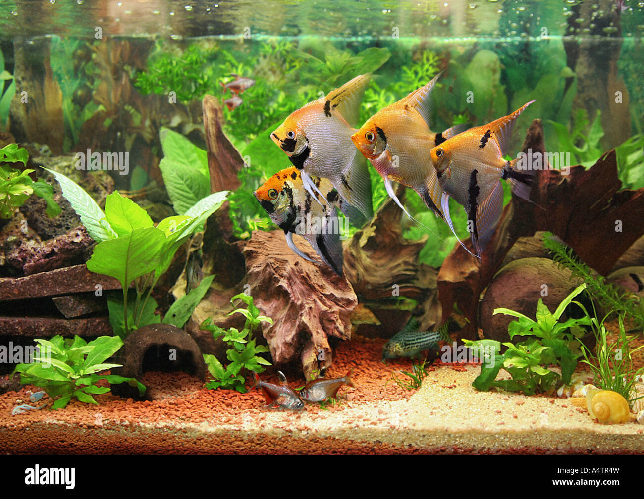 Aquarium with ornamental fishes Stock Photo - Alamy