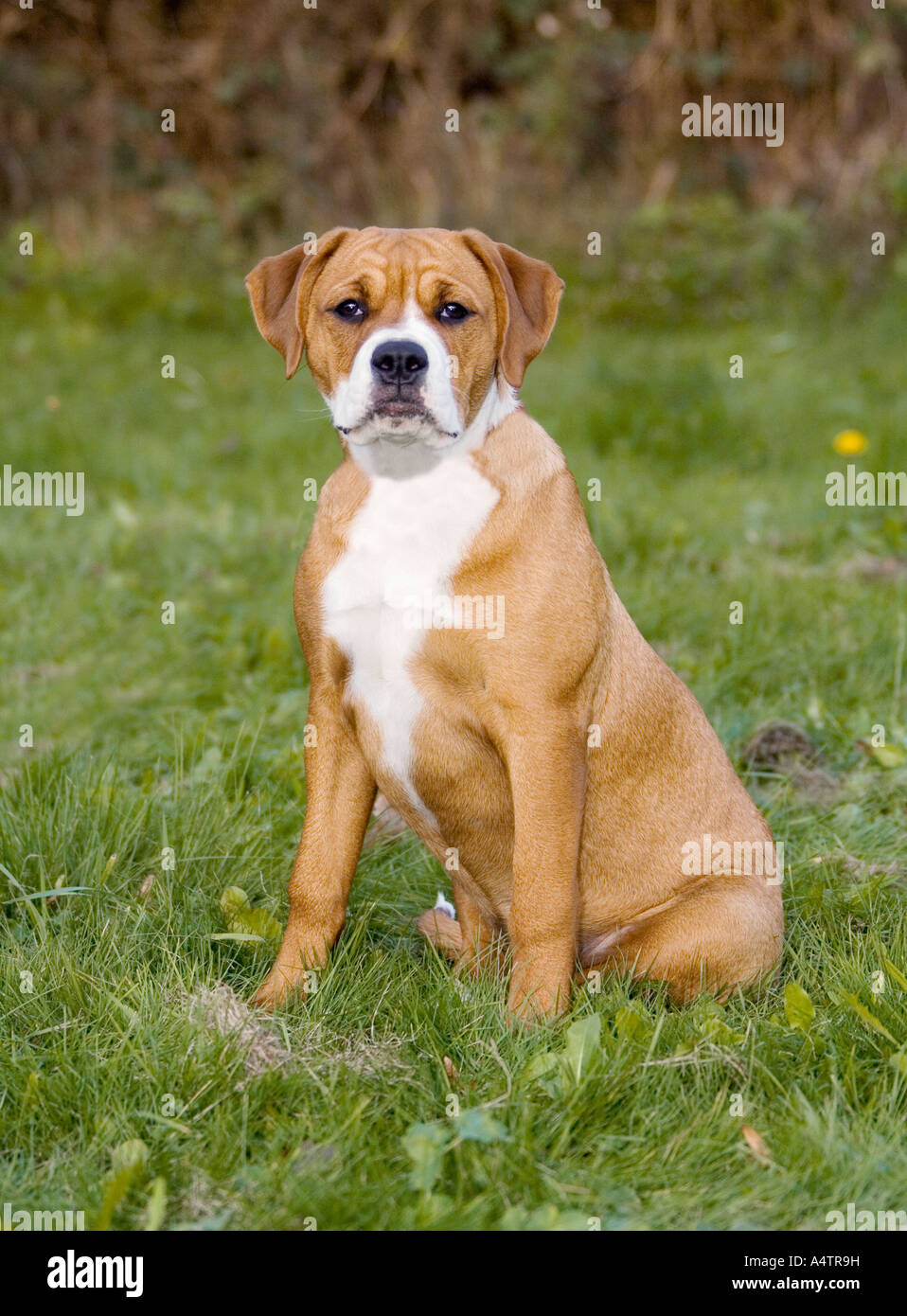half breed dog (American bulldog / Rottweiler) - on meadow Stock Photo ...