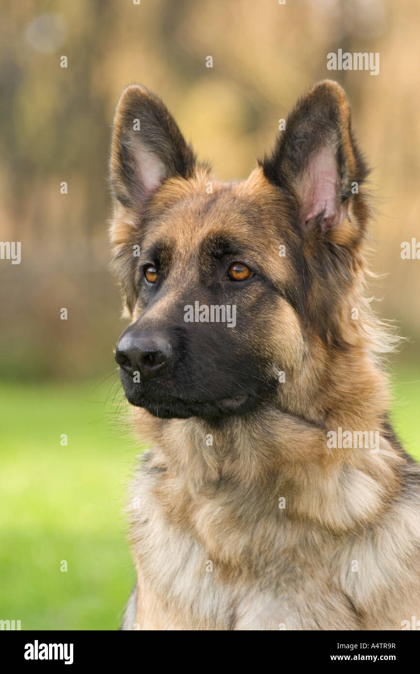 shepherd - portrait Stock Photo - Alamy