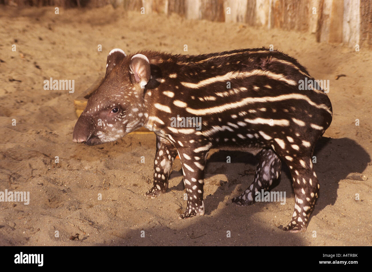 young Brazilian tapir - standing / Tapirus terrestris Stock Photo - Alamy