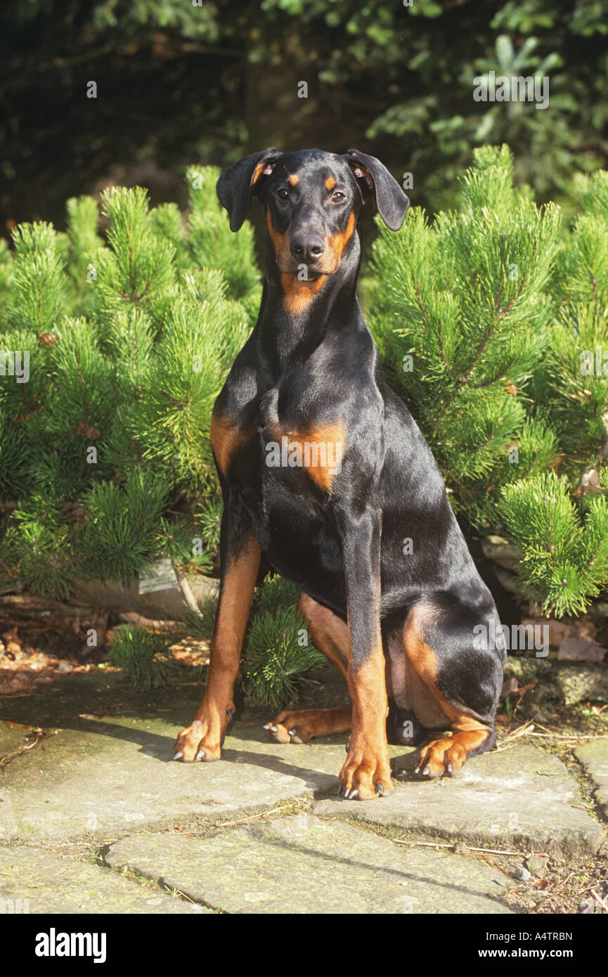 Doberman dog - sitting frontal Stock Photo - Alamy