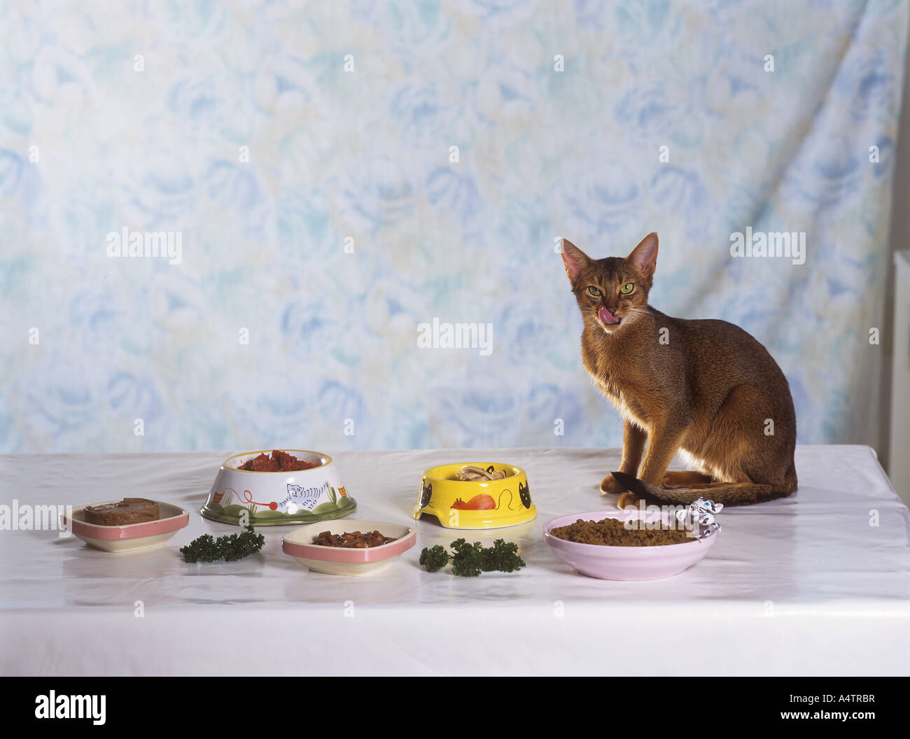 Abyssinian cat with different food Stock Photo - Alamy