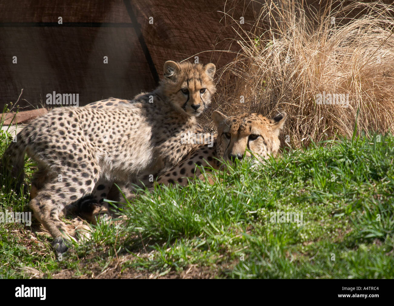 Cheetah and cub in captivity Stock Photo - Alamy