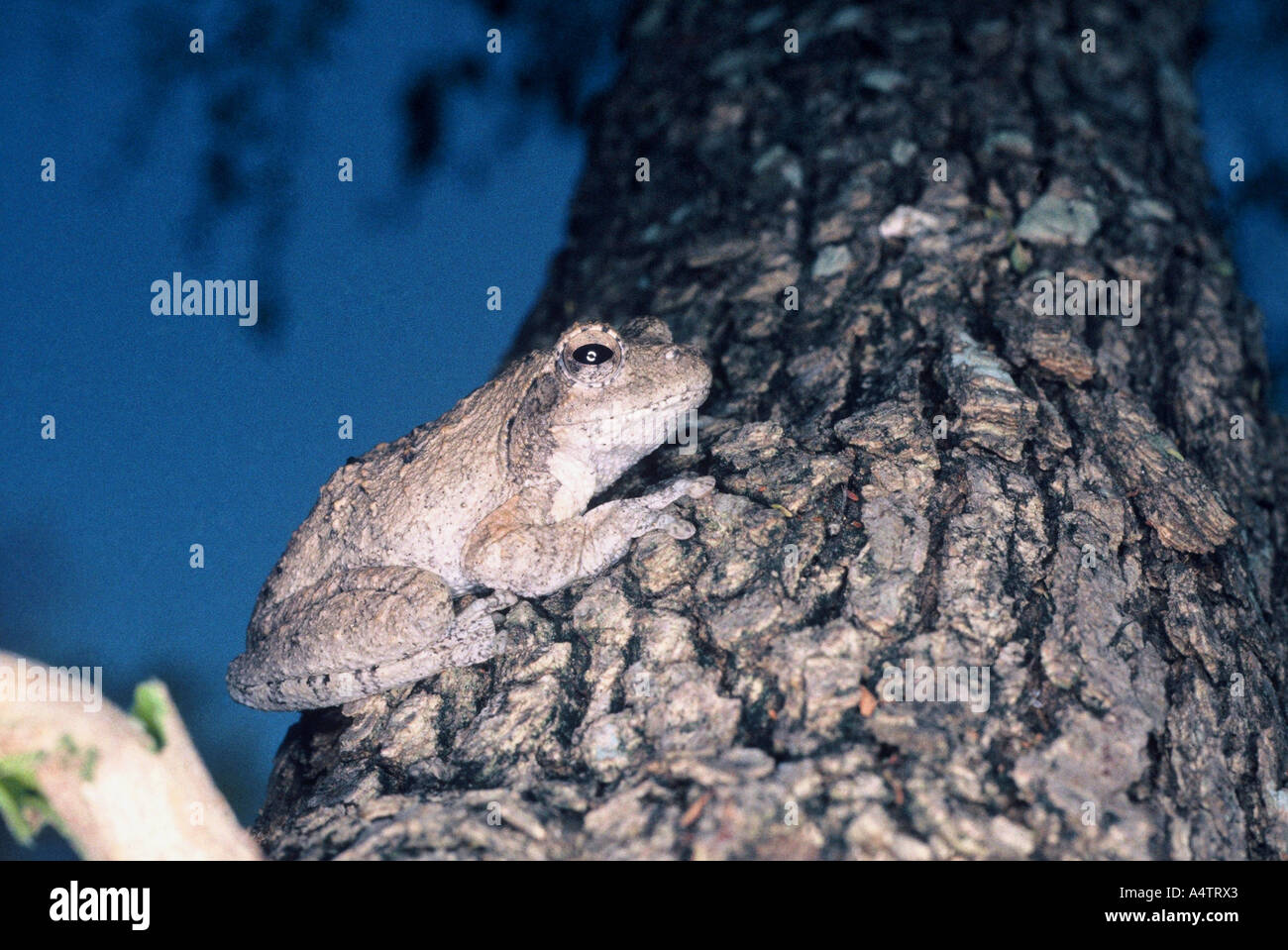 Grey Tree Frog Stock Photo - Alamy