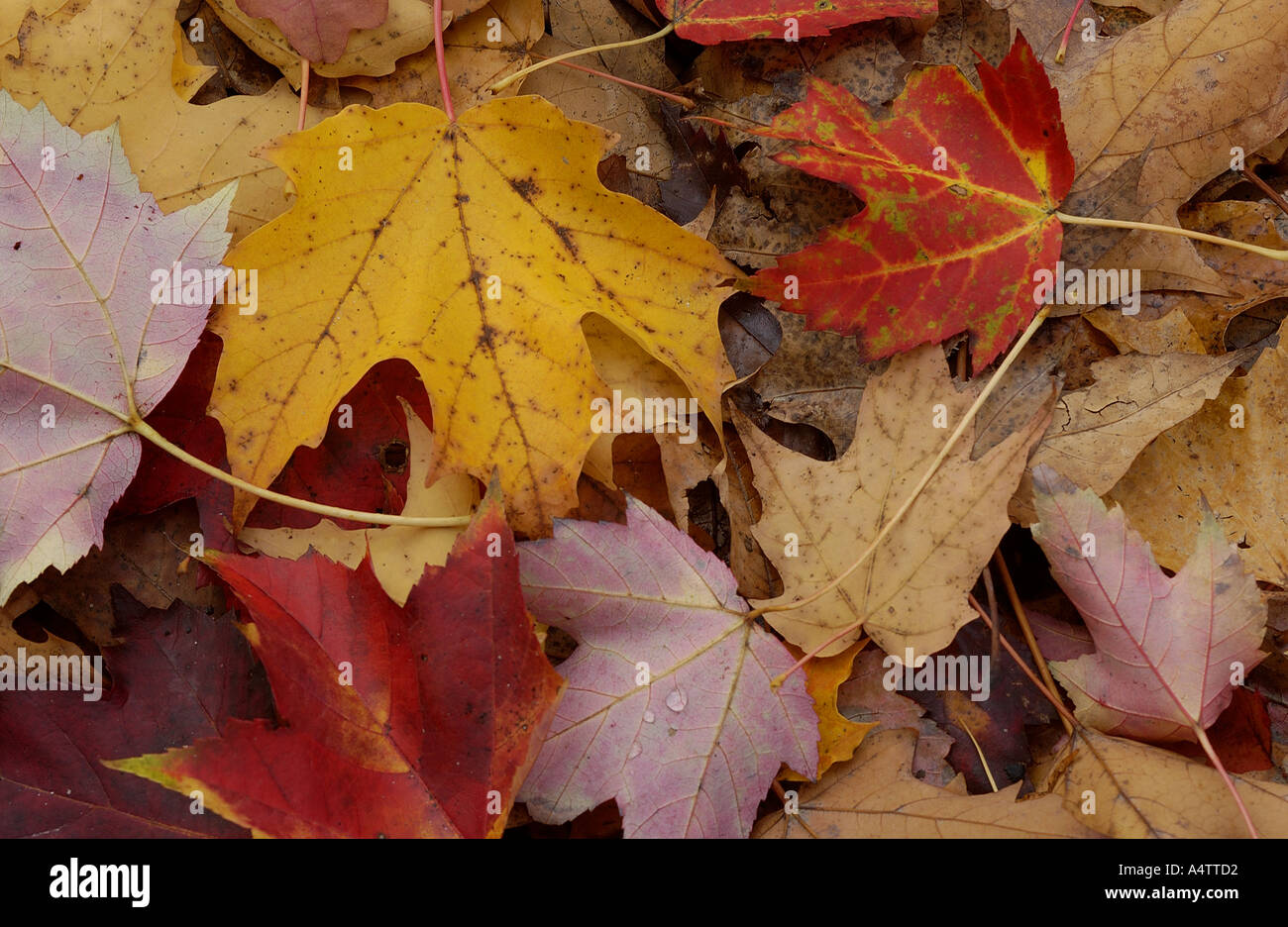 fall foliage leaves closeup Stock Photo - Alamy