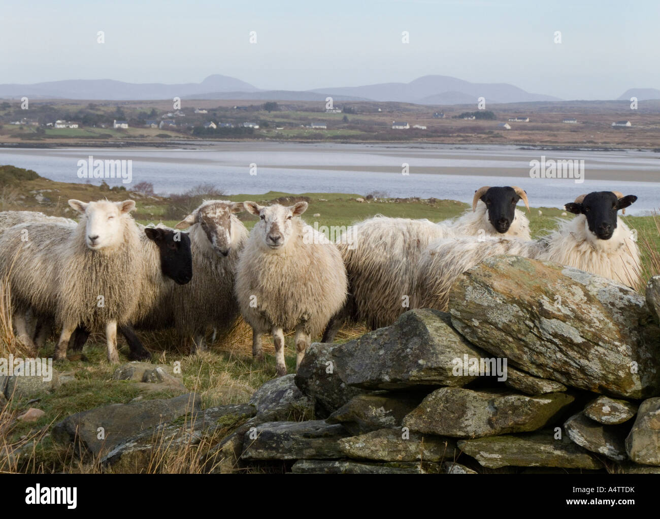 Disease dry farming hi-res stock photography and images - Alamy