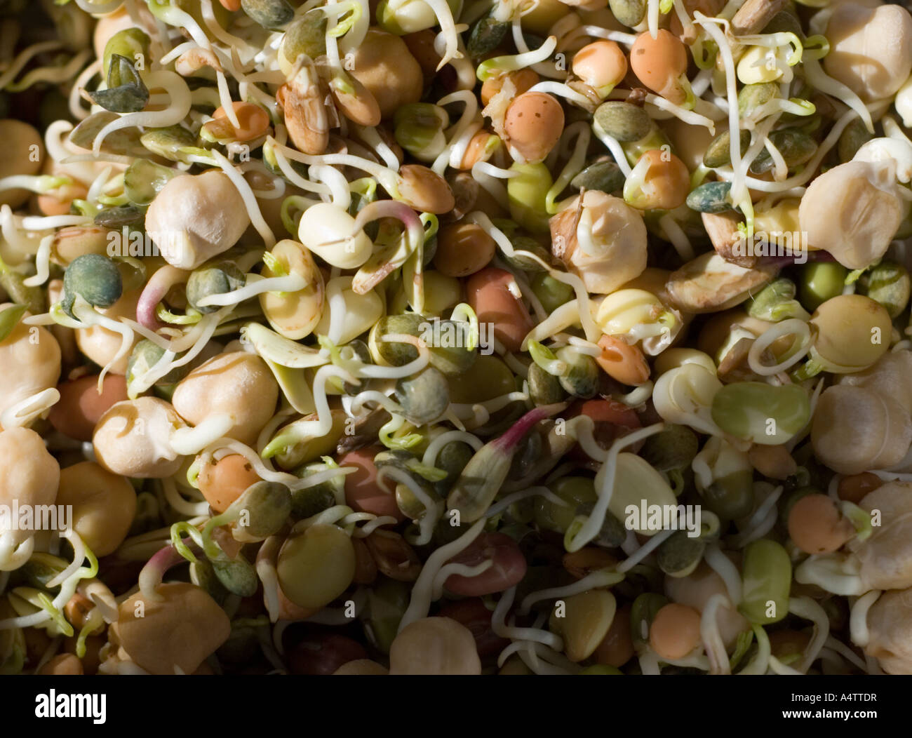 February 2007 England UK Close up of sprouting beans Photo by Richard ...