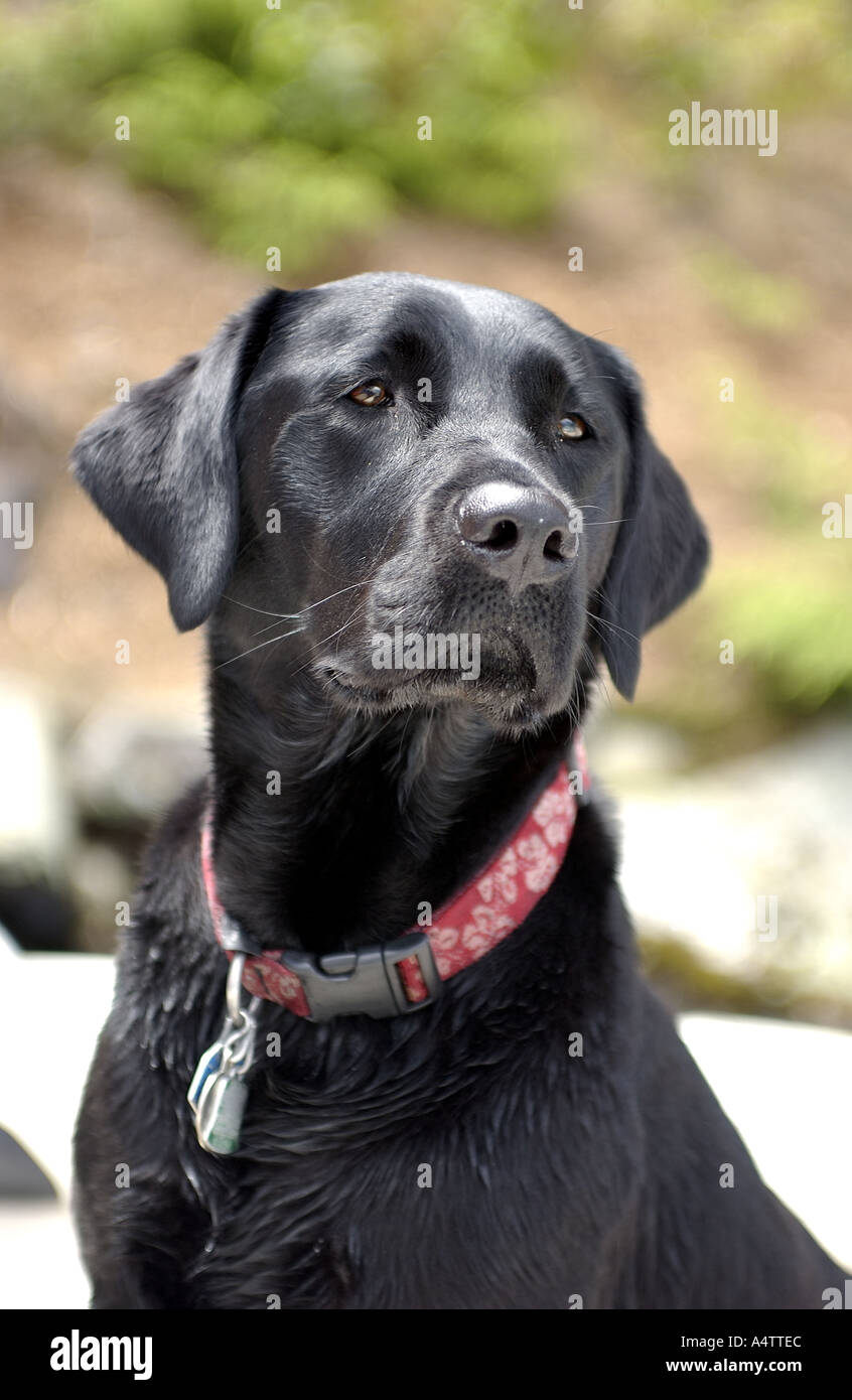 Rosie, a black labrador retrieve, assumes a regal pose in this classic ...