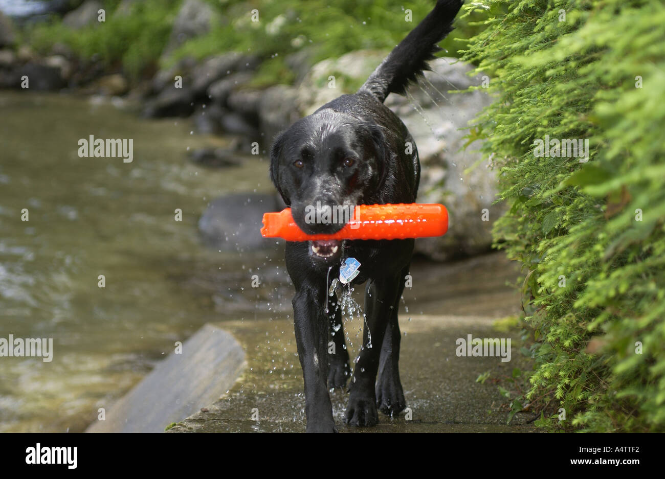 Black lab playing fetch hi-res stock photography and images - Alamy