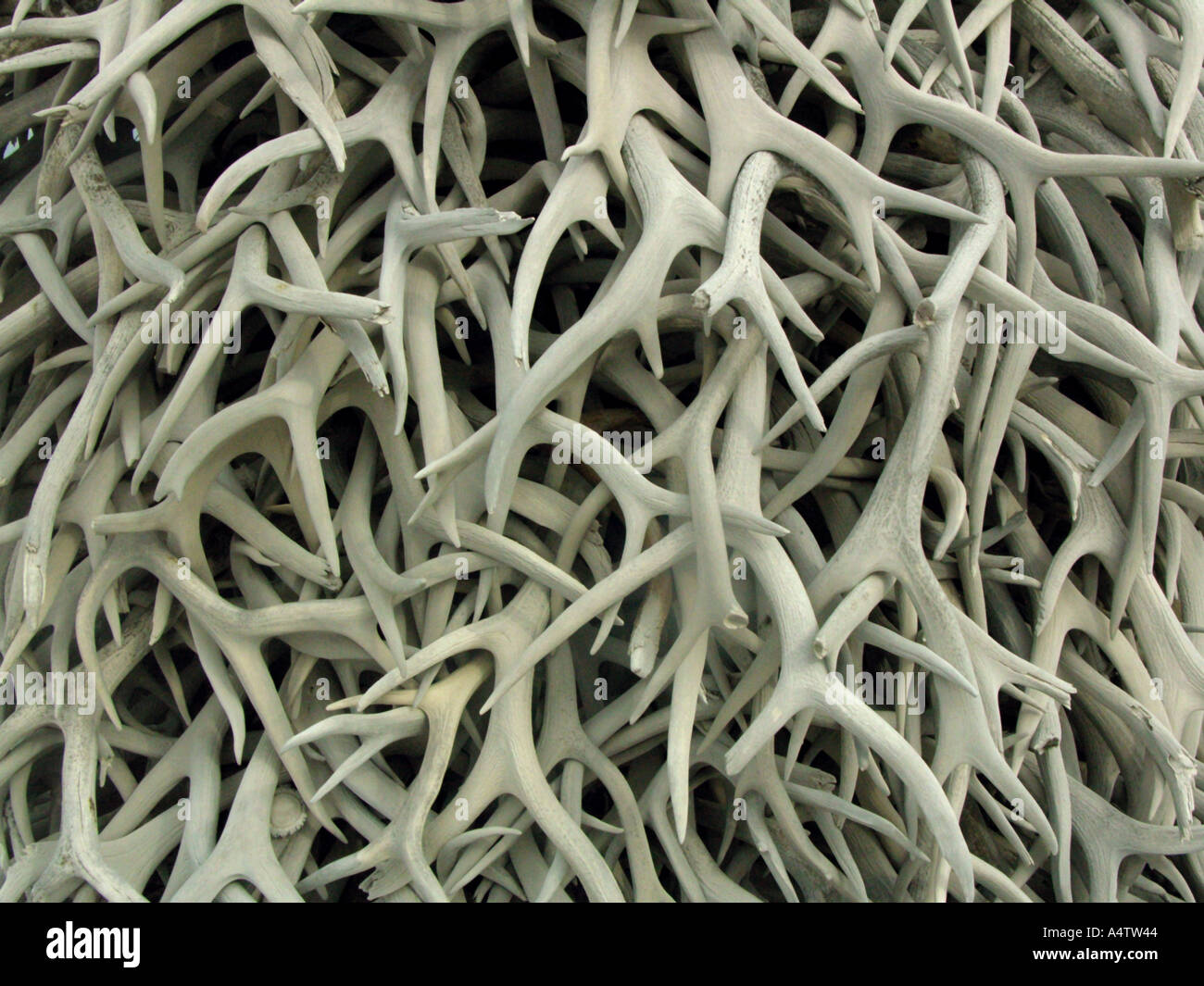 Heap of antlers hi-res stock photography and images - Alamy