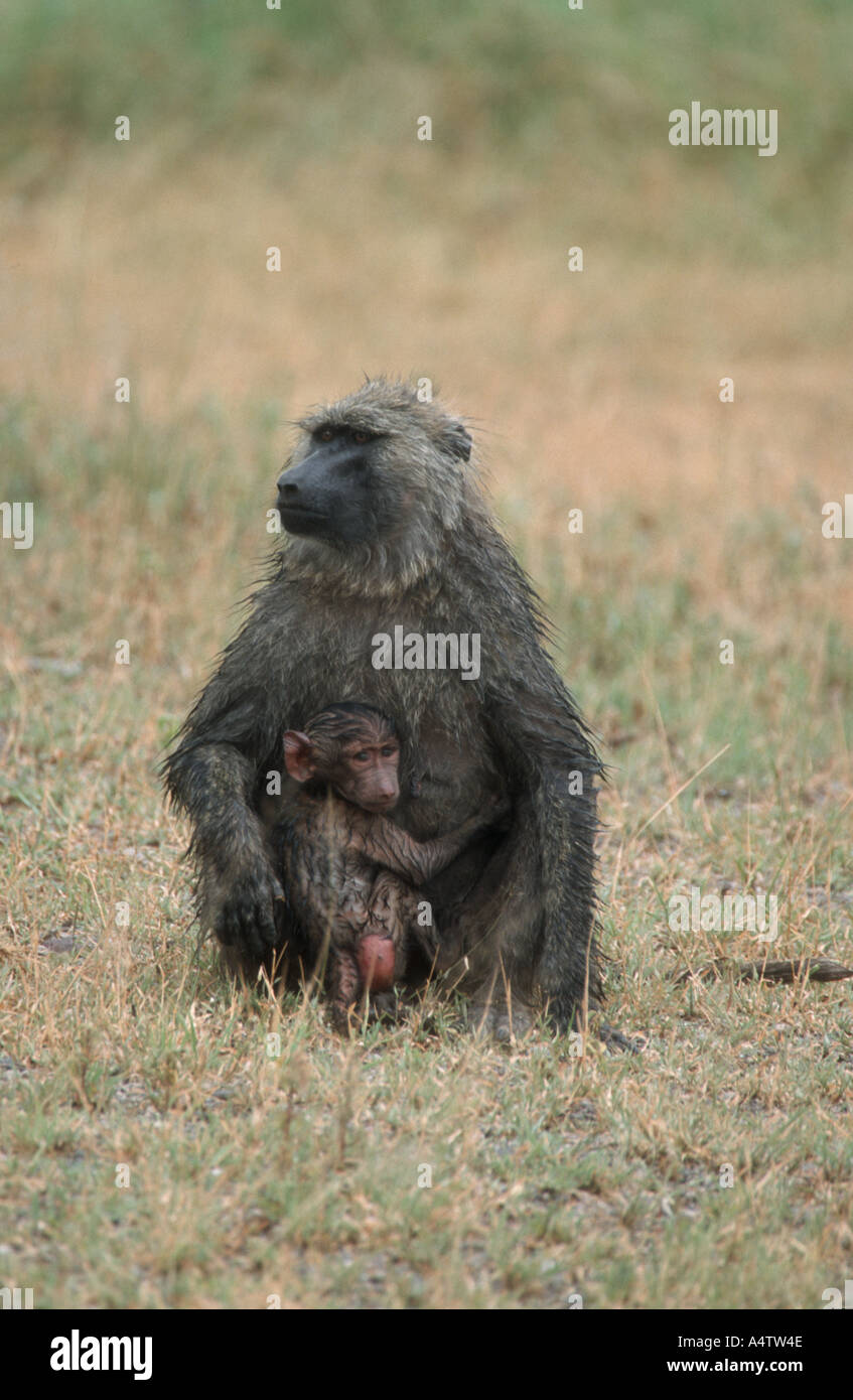 Savanna Baboon Papio cynocephalus with young Stock Photo - Alamy