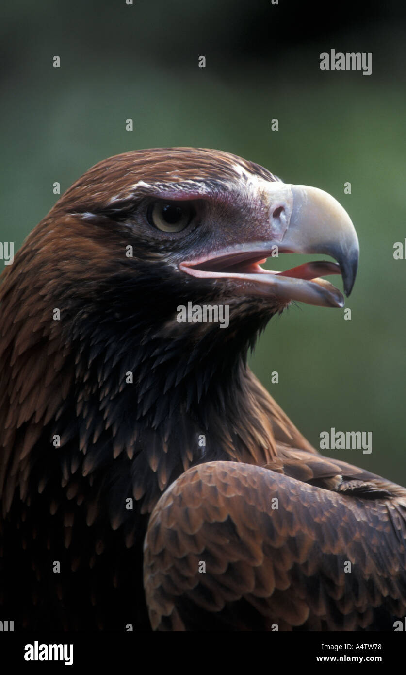 Wedge tailed eagle aquila audax hi-res stock photography and images - Alamy