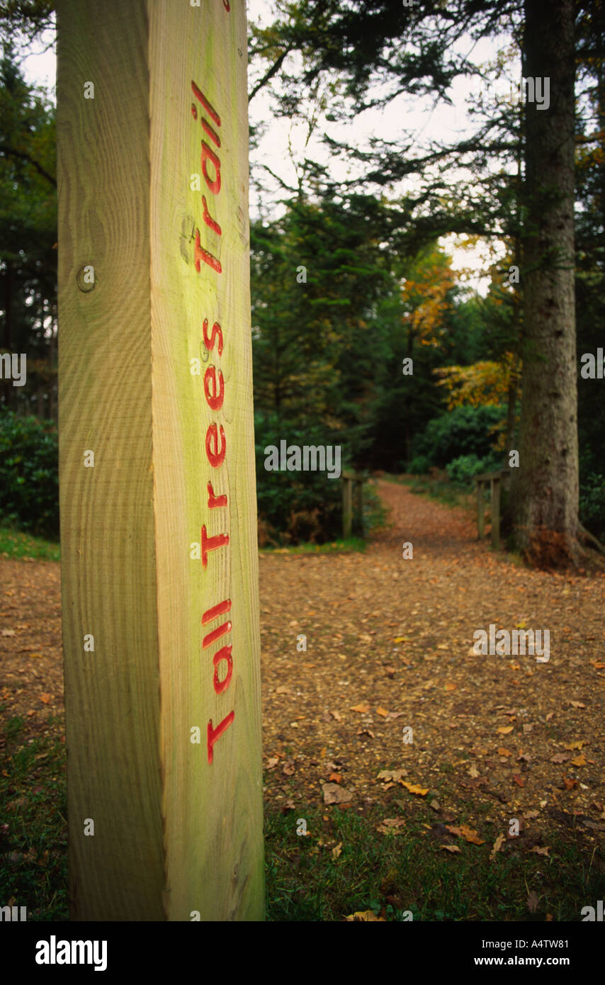Tall trees trail in the New Forest Hampshire county England UK Stock ...