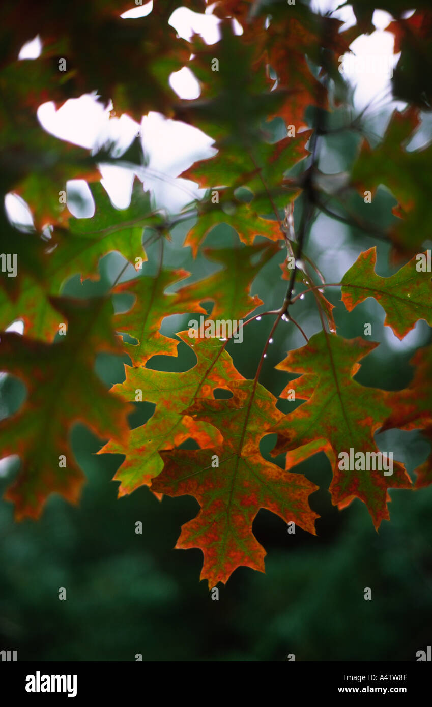 Autumn colours of Red Oak Quercus rubra leaves in the New Forest ...