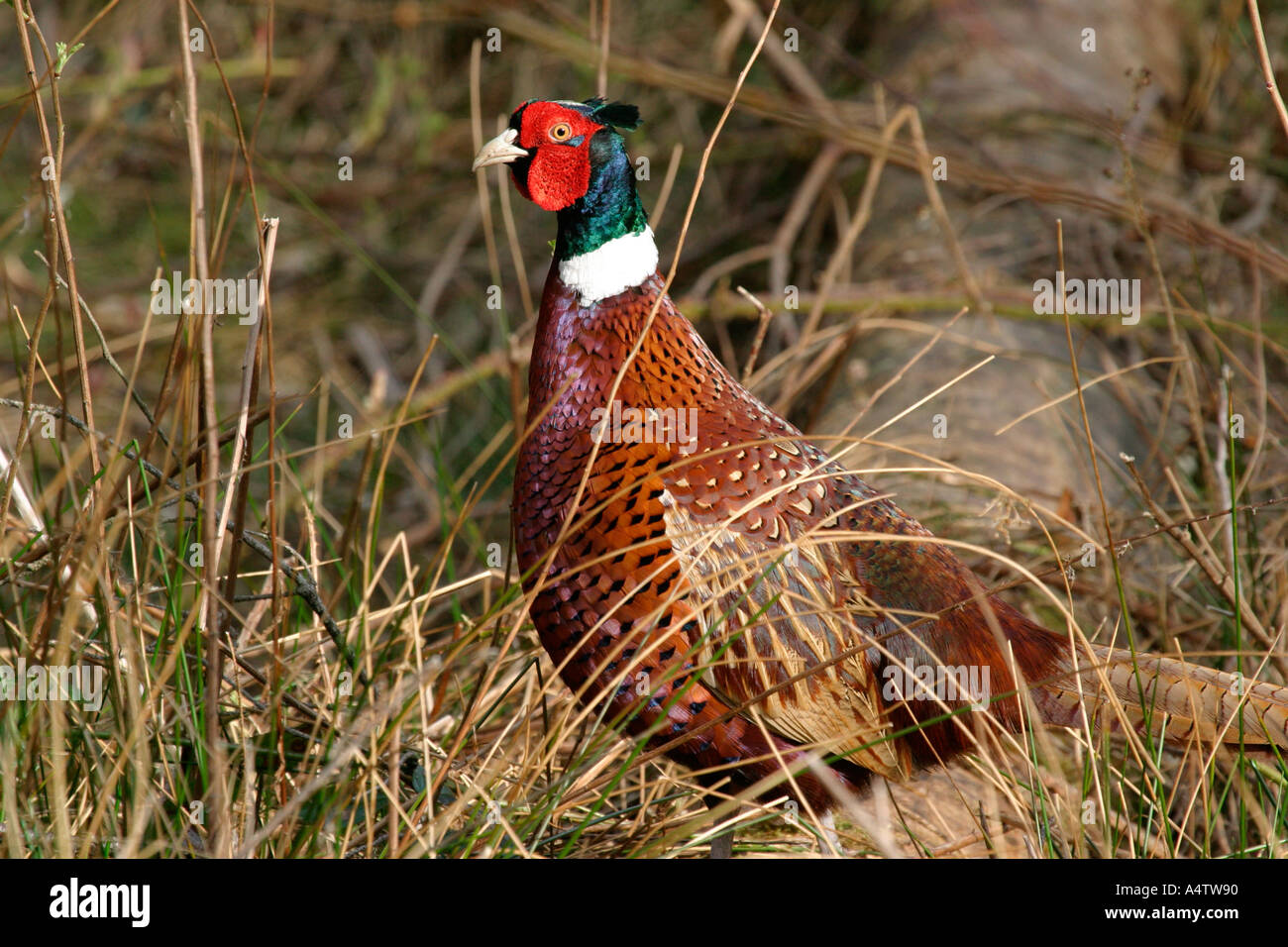 Golden pheasant male uk hi-res stock photography and images - Alamy
