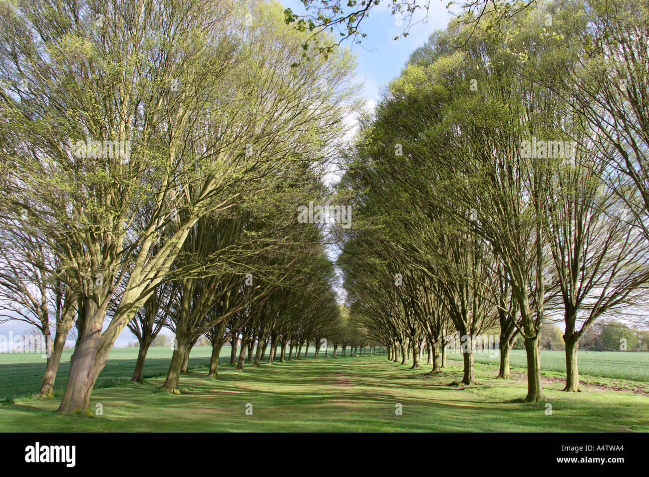 Packed trees hi-res stock photography and images - Alamy