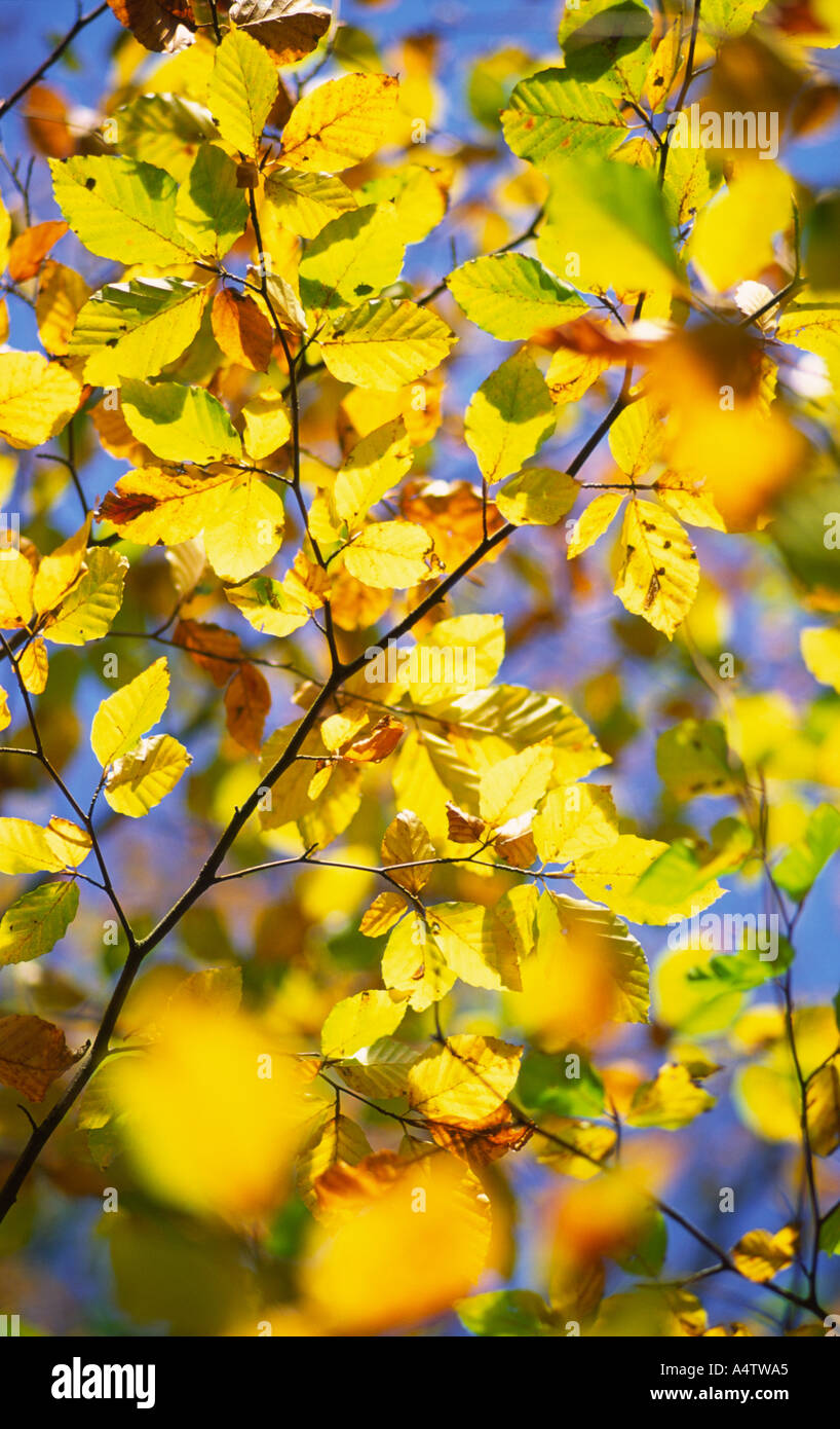 Southern beech leaves hi-res stock photography and images - Alamy