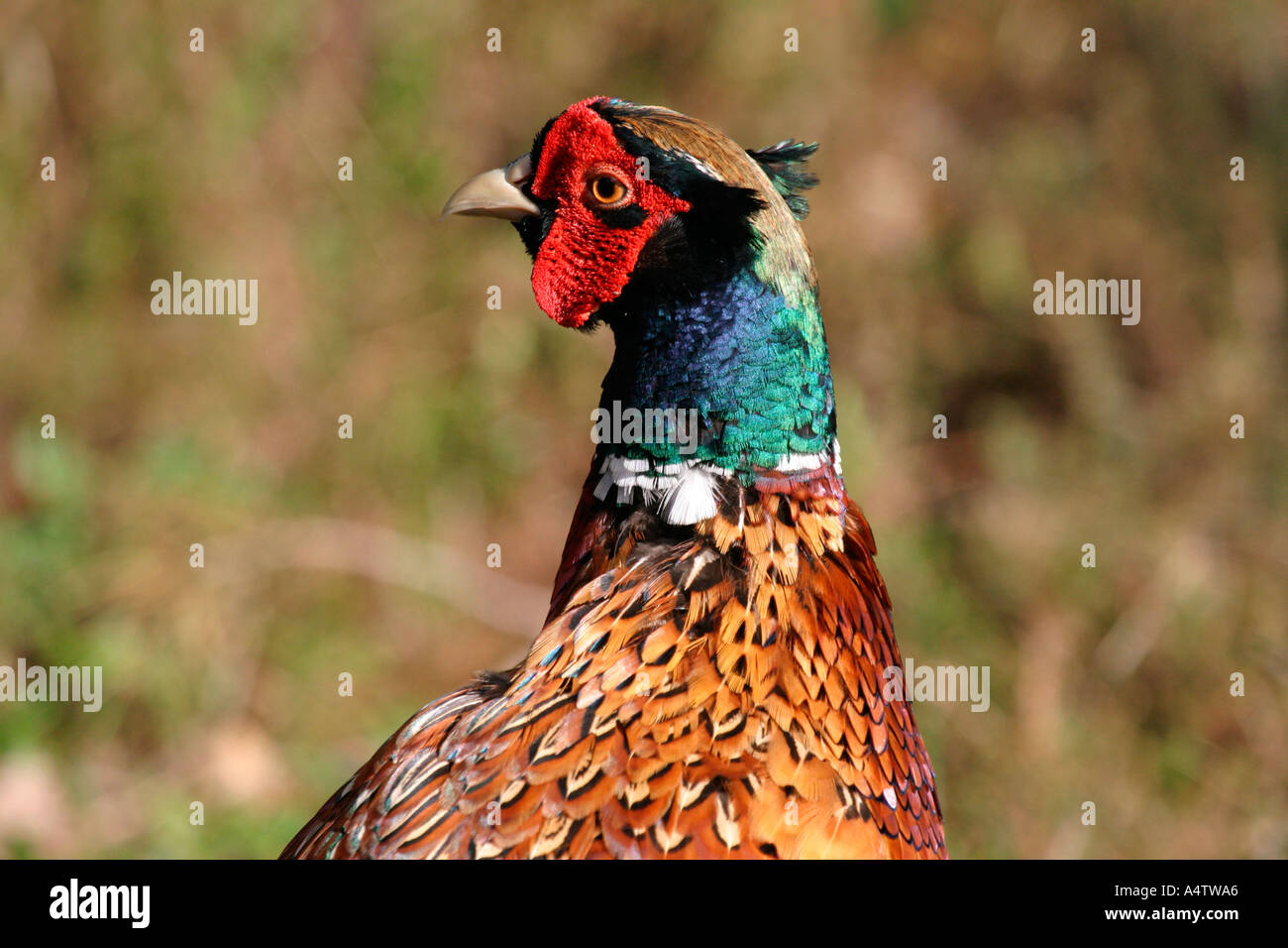 Golden pheasant red birds hi-res stock photography and images - Alamy