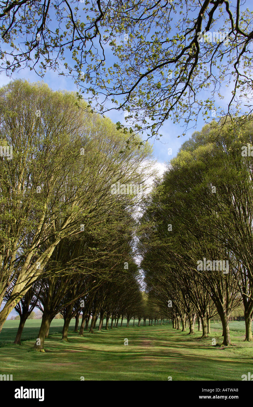 Endless avenue of trees Radley springtime Stock Photo - Alamy
