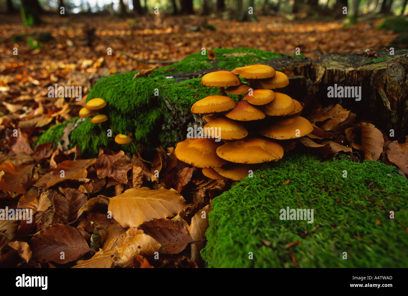 Kuehneromyces mutabilis fungi hi-res stock photography and images - Alamy