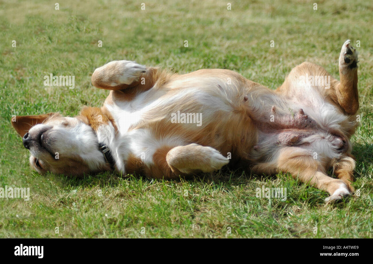 Pet domestic dog rolling Stock Photo - Alamy