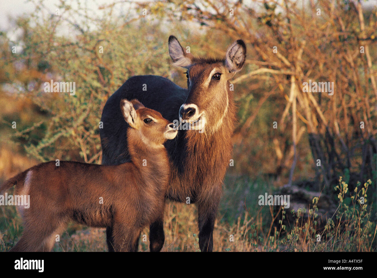 Female Common Waterbuck and baby Samburu National Reserve Kenya East ...
